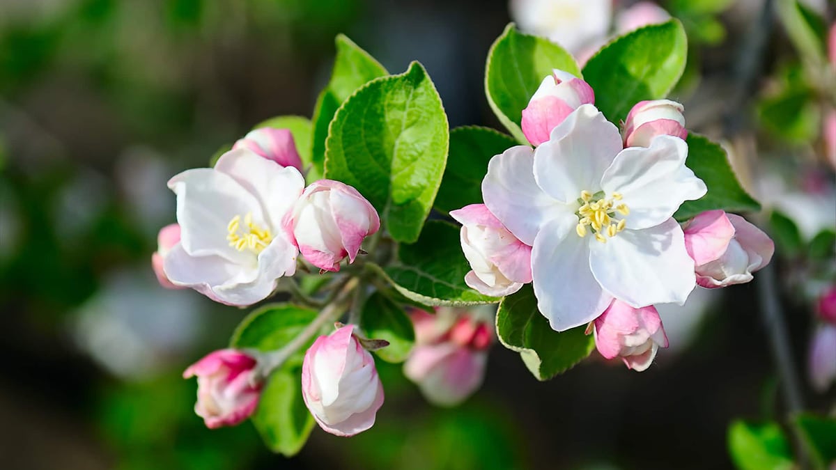 Division of Ombudsman - Inspector General